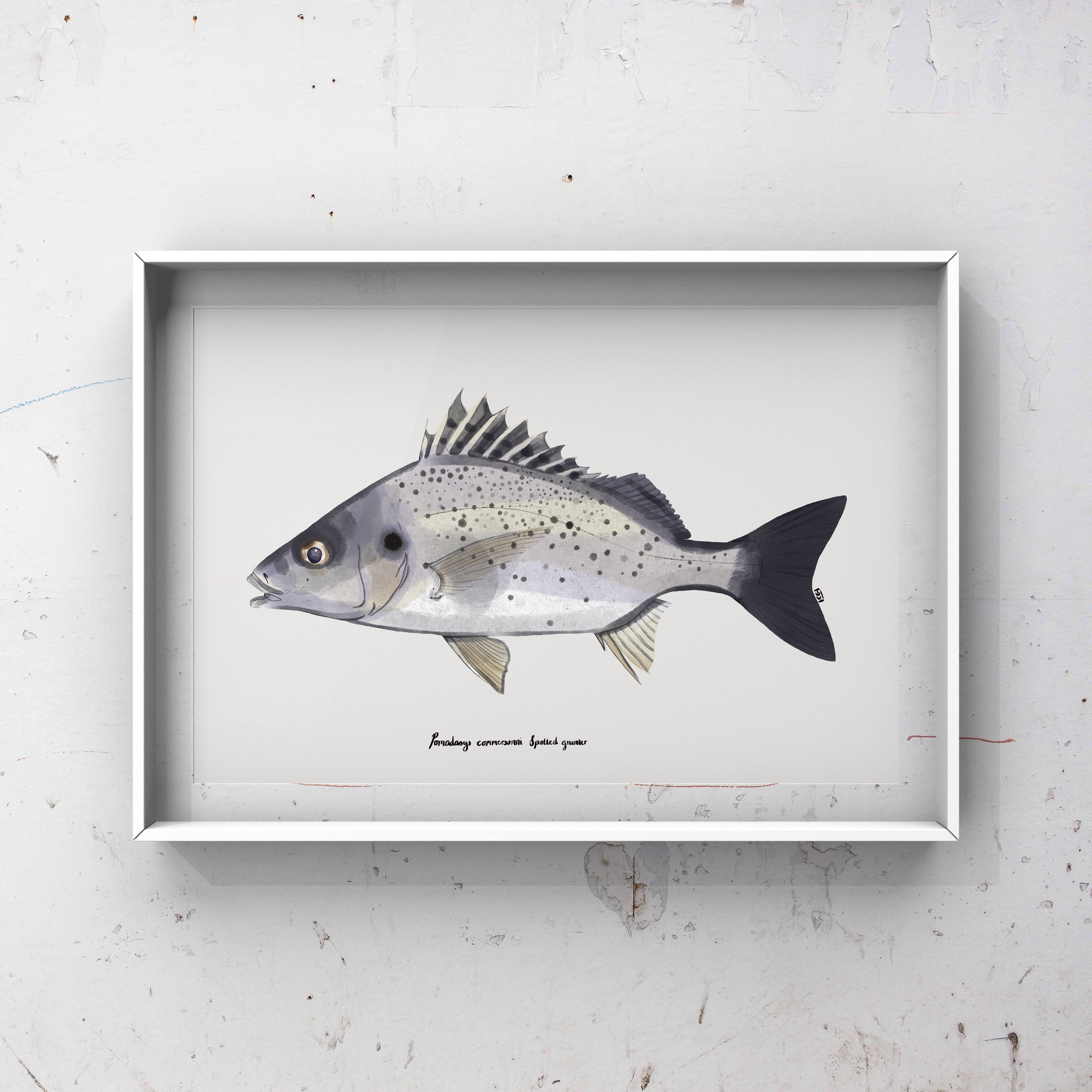 Spotted grunter – Curious Nonsense